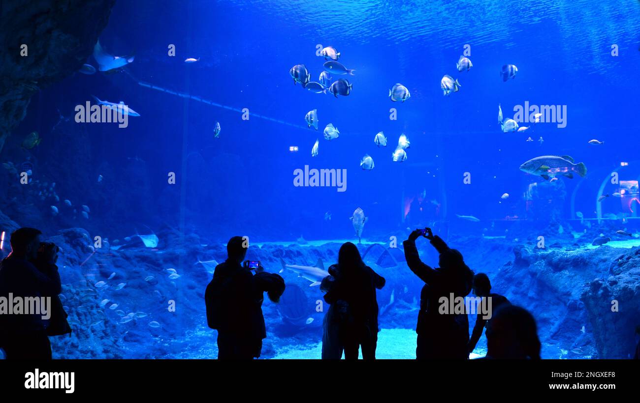 Many people observe and photograph fish in the aquarium Stock Photo - Alamy