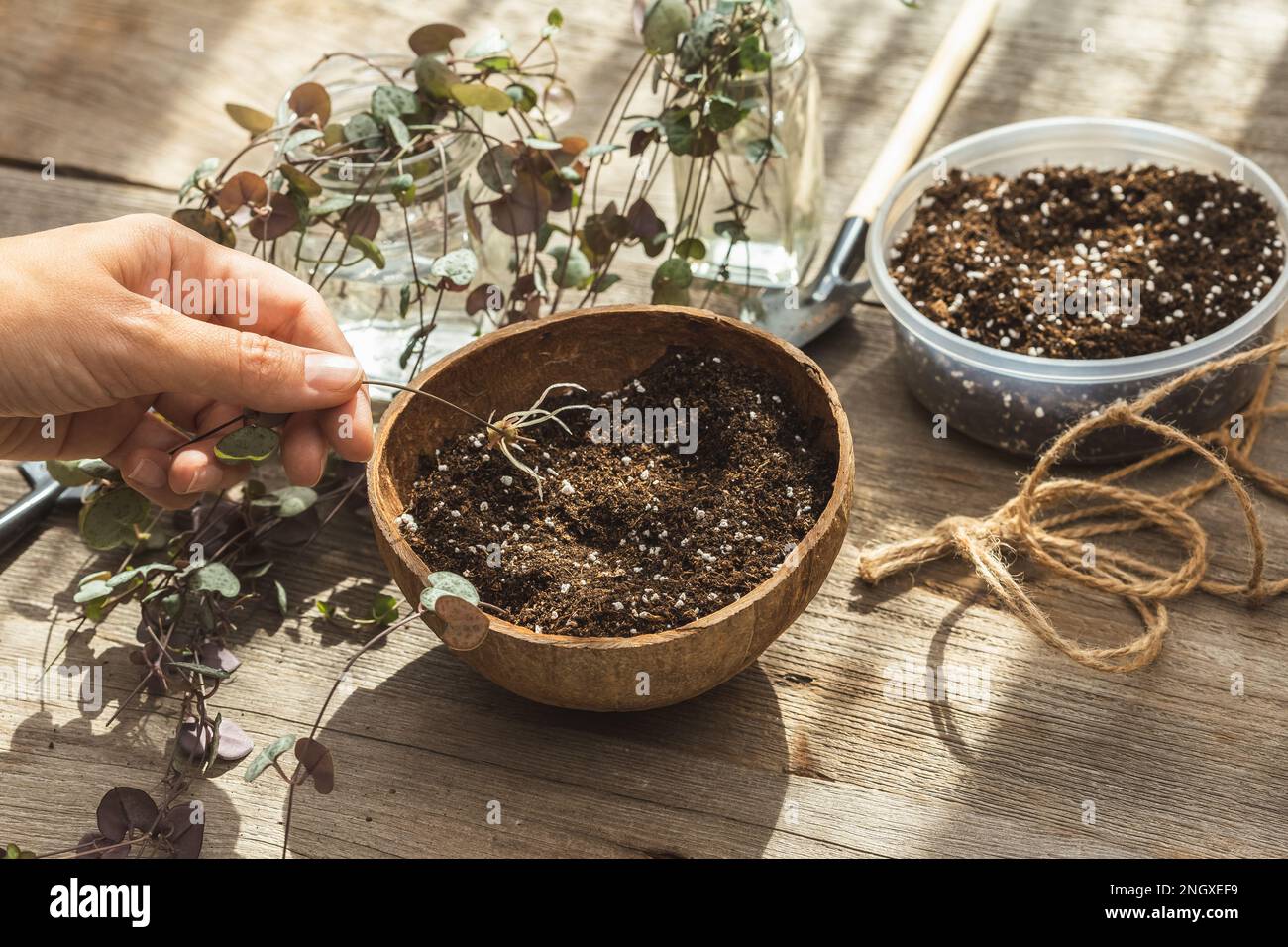 Female hand putting rooted tuber of Ceropegia Woodii house plant in ...