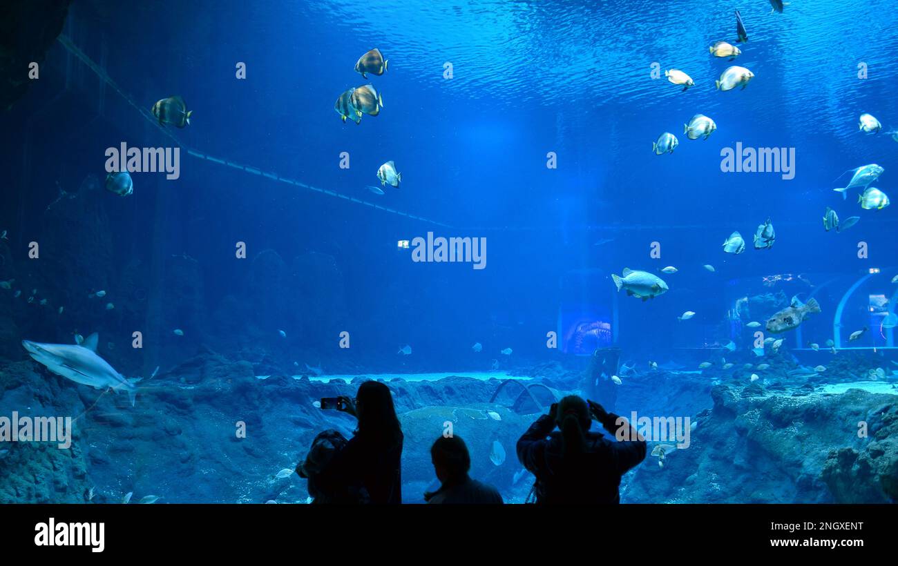 Observe underwater life hi-res stock photography and images - Alamy