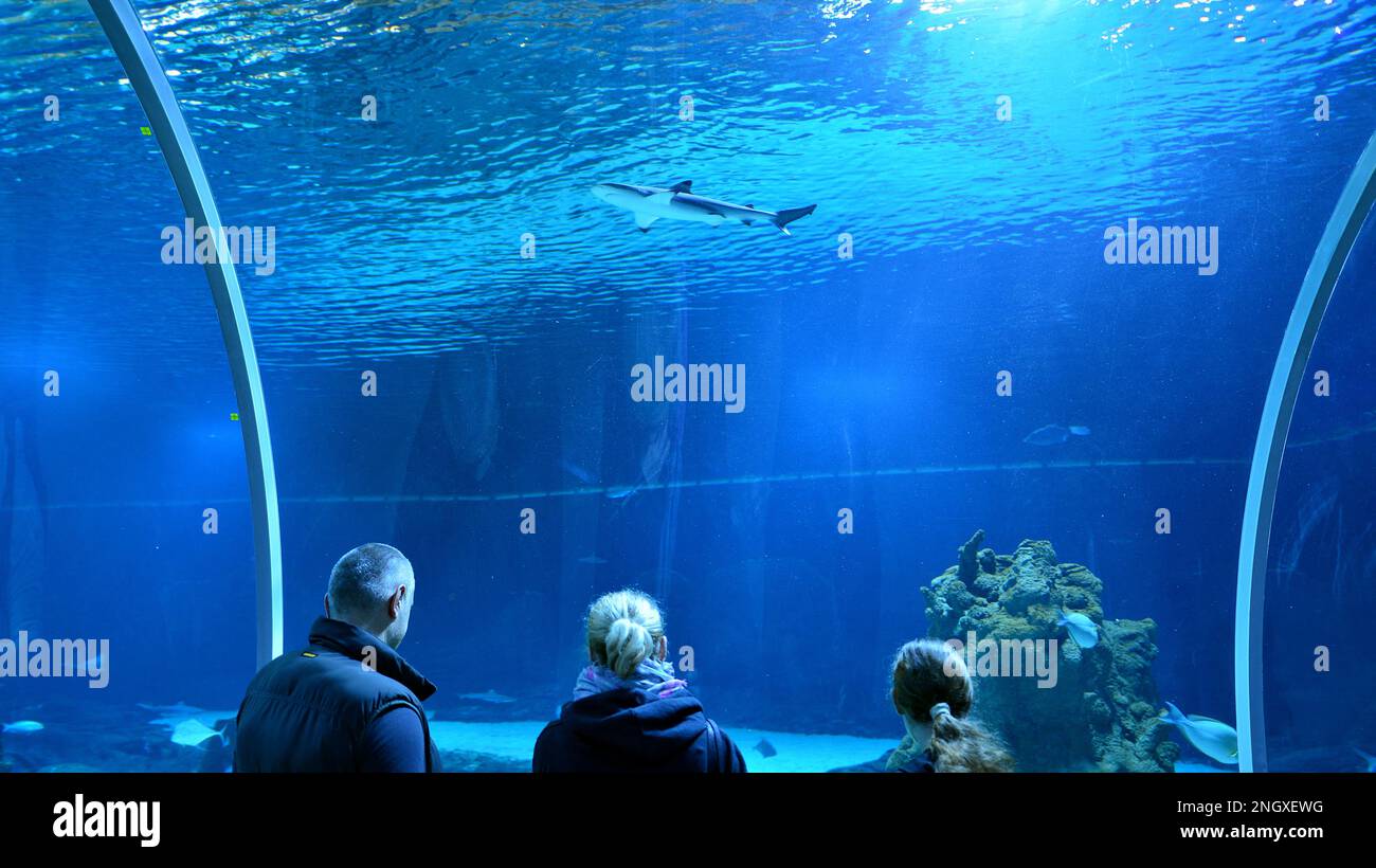 Many people observe and photograph fish in the aquarium Stock Photo - Alamy