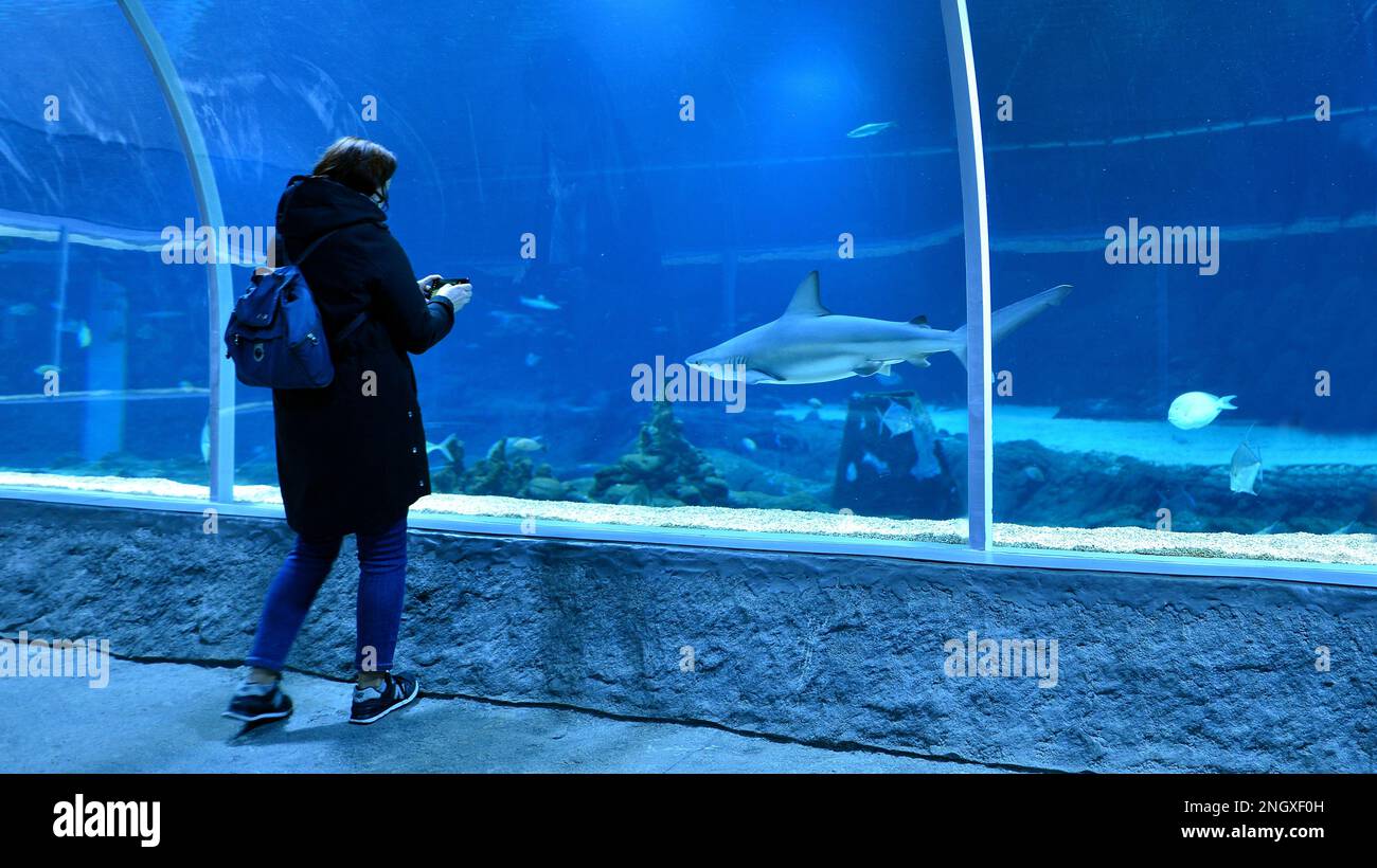 Girl observe and take photo fish in the oceanarium Stock Photo - Alamy