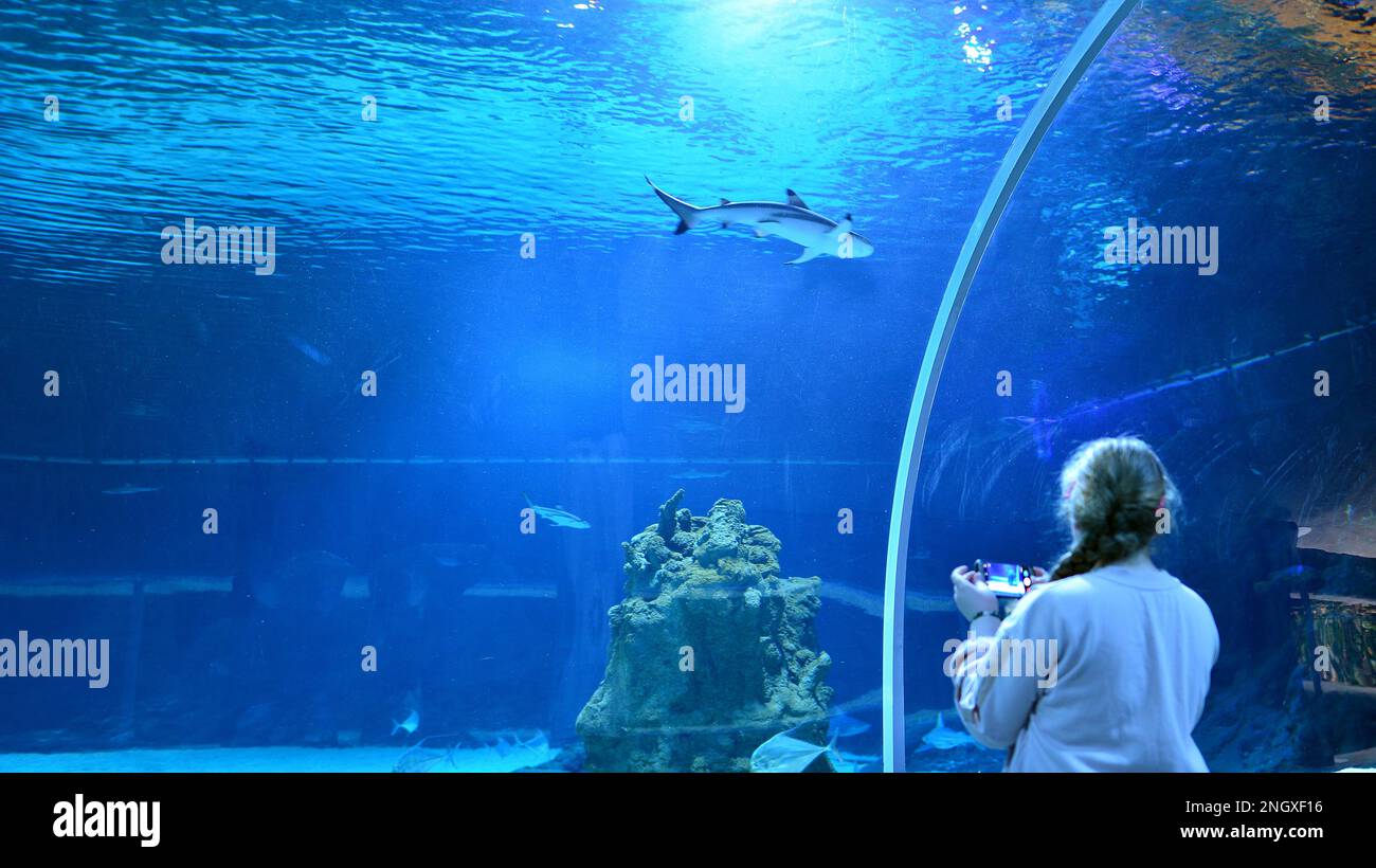 Girl observe and take photo fish in the oceanarium Stock Photo - Alamy