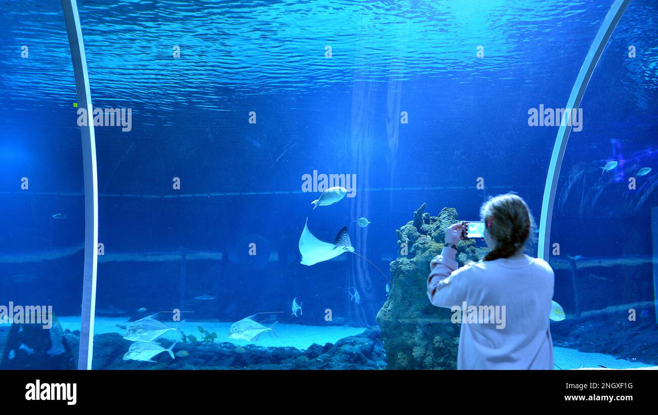Girl observe and take photo fish in the oceanarium Stock Photo - Alamy
