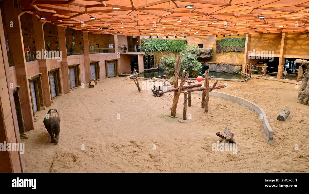 Lodz, Poland. 16 February 2023. Orientarium Zoo Lodz. Elephant paddock ...