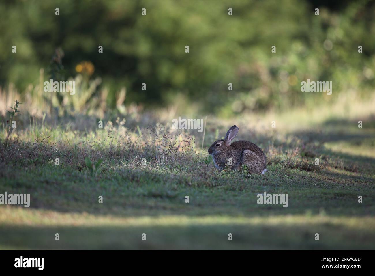 Rabbit family in hole hi-res stock photography and images - Alamy