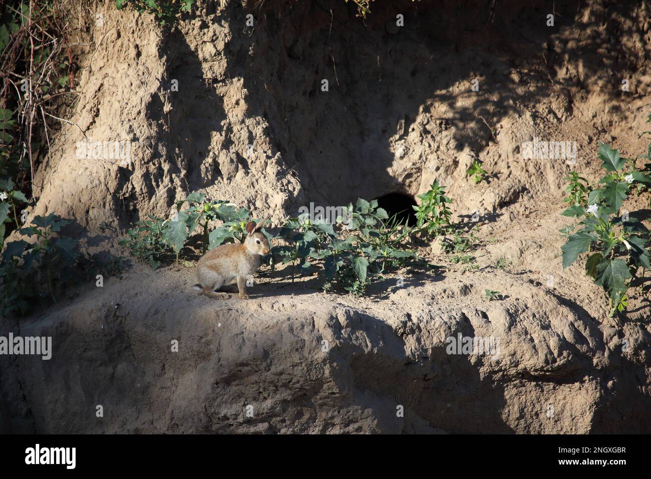 Jumping jack rabbit hi-res stock photography and images - Alamy