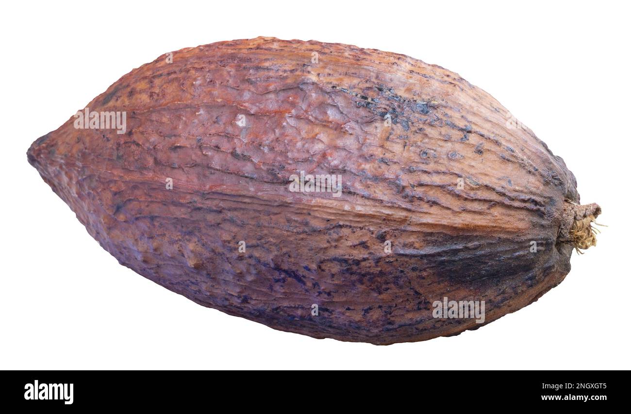 Half cut cocoa fruit Cut Out Stock Images & Pictures - Alamy