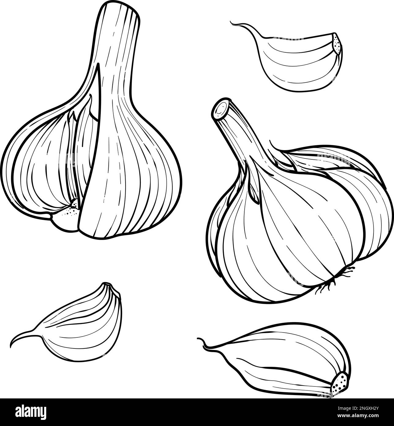 Hand drawn vector illustration garlic . Set head and clove of garlic ...