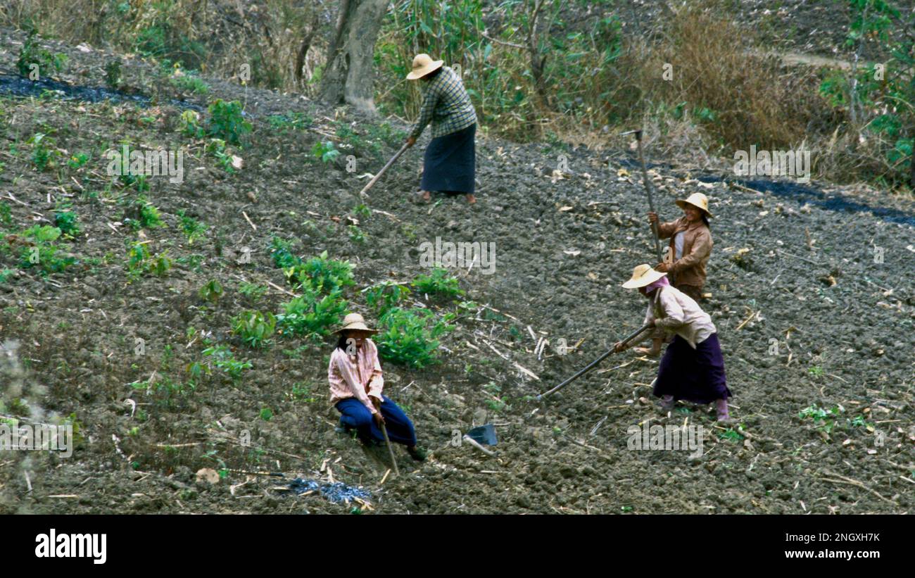 Indigenous Karen women clearing the land for agriculture. Shan State ...