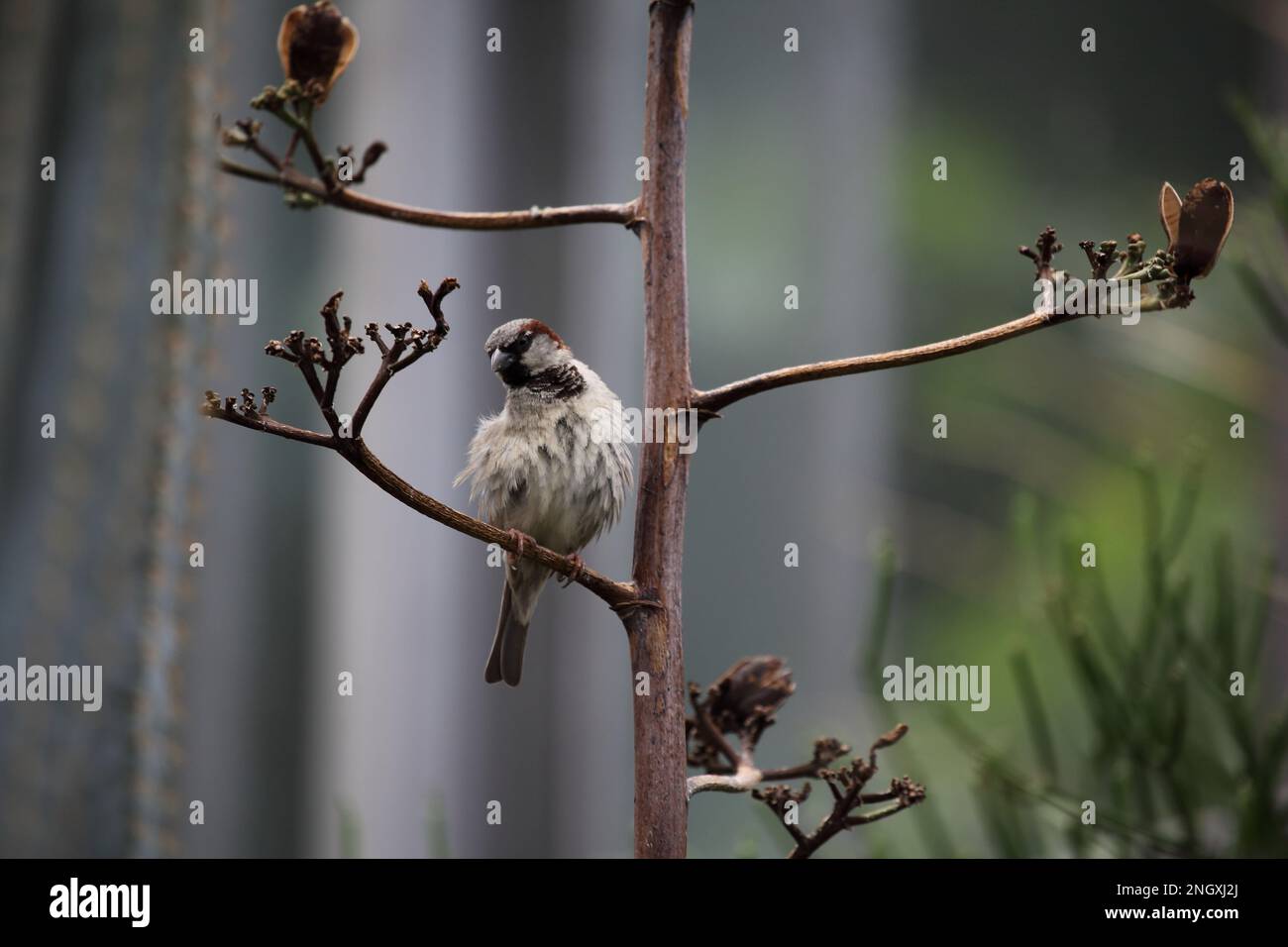 Robin house sparrow garden hi-res stock photography and images - Alamy