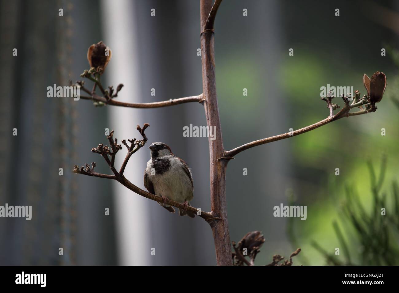 Robin house sparrow hi-res stock photography and images - Alamy
