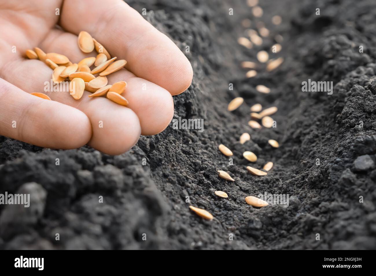 Melon. Planting farmer hand soil sowing seeds closeup. Farm hand seeds ...
