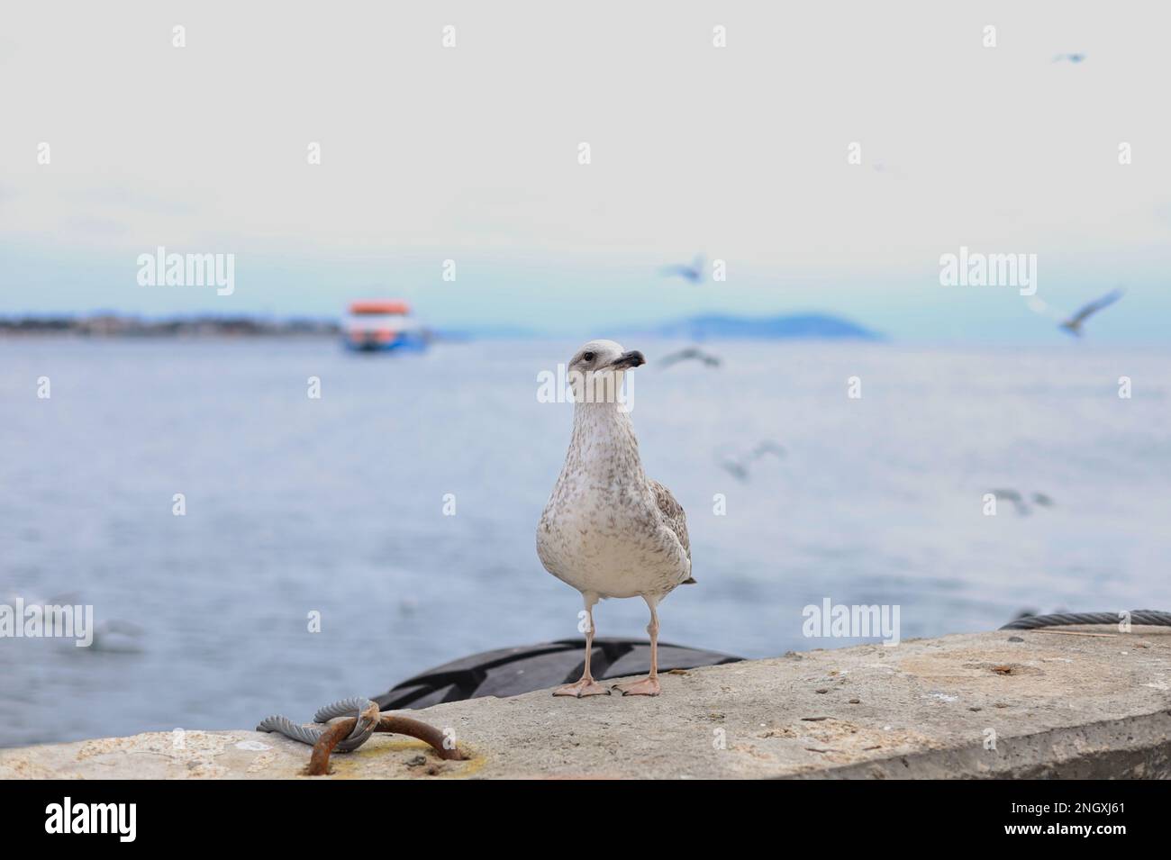 Ornithology seagull silhouette hi-res stock photography and images - Alamy
