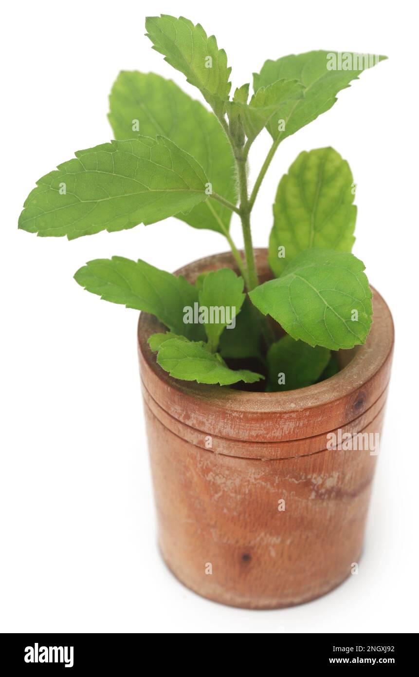 Medicinal tulsi leaves over white background Stock Photo - Alamy