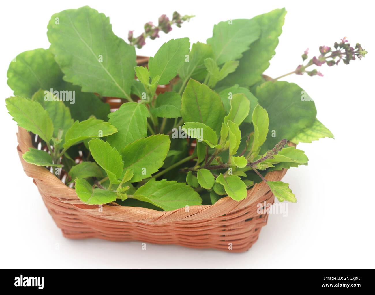 Medicinal tulsi leaves over white background Stock Photo - Alamy