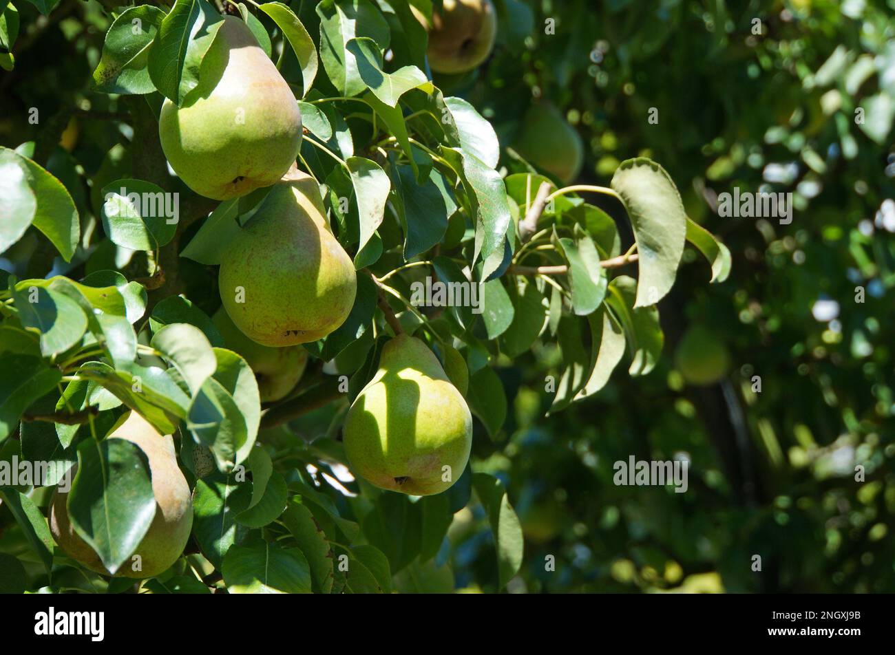 Pears hanging in a leafy pear tree ripe and ready to pick Stock Photo ...