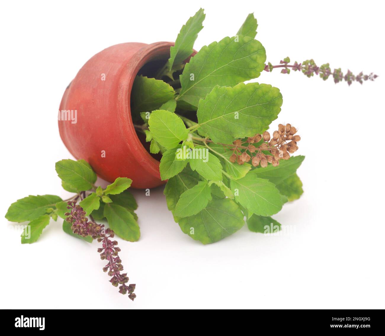 Medicinal tulsi leaves over white background Stock Photo - Alamy