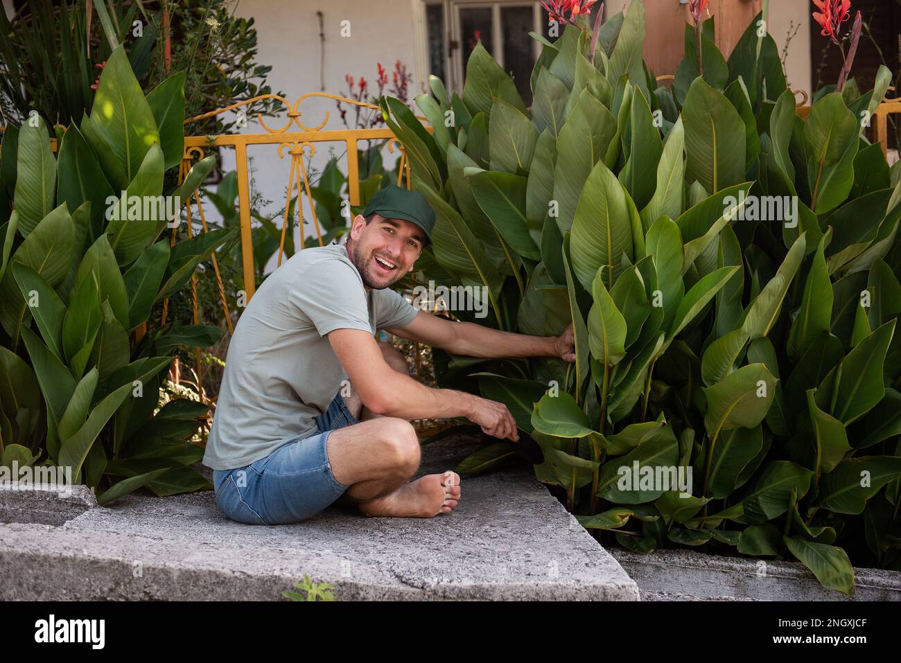Middle aged man works near the house fence. Gardener in front blooming ...