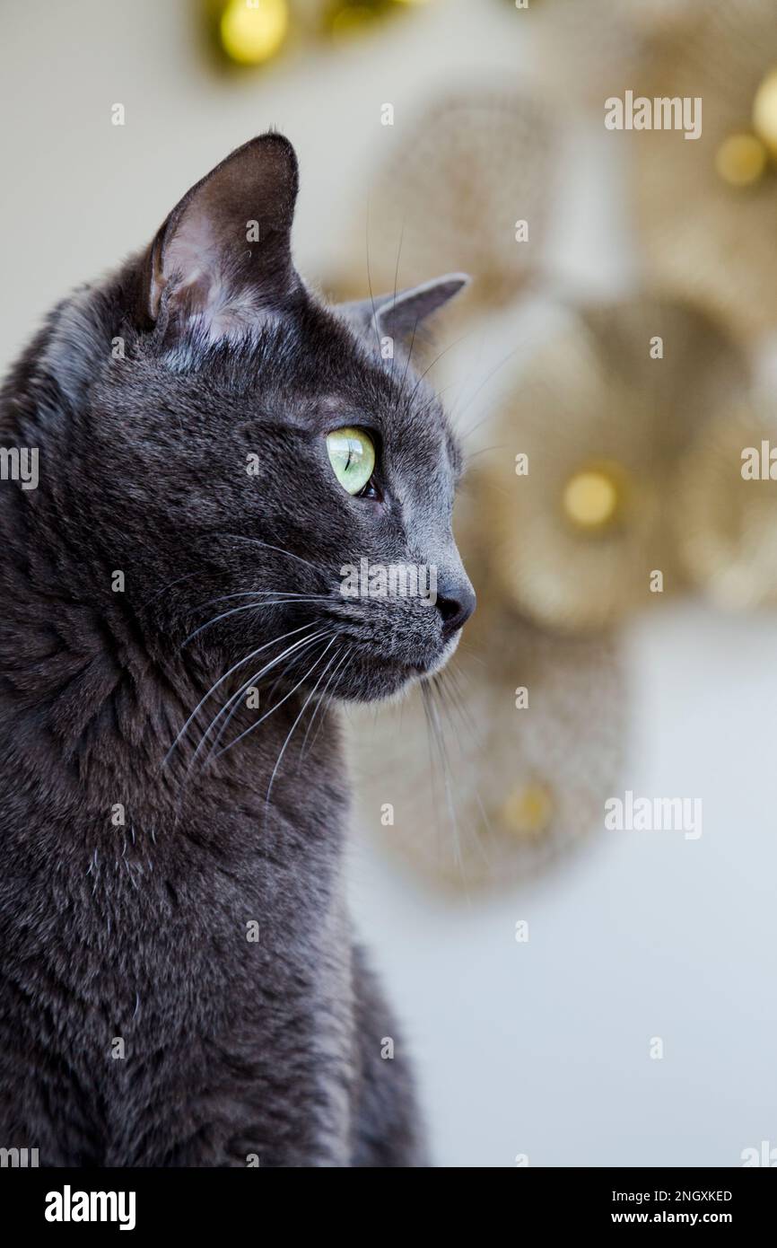 Grey cat with golden out of focus background. Healthy pet at home ...