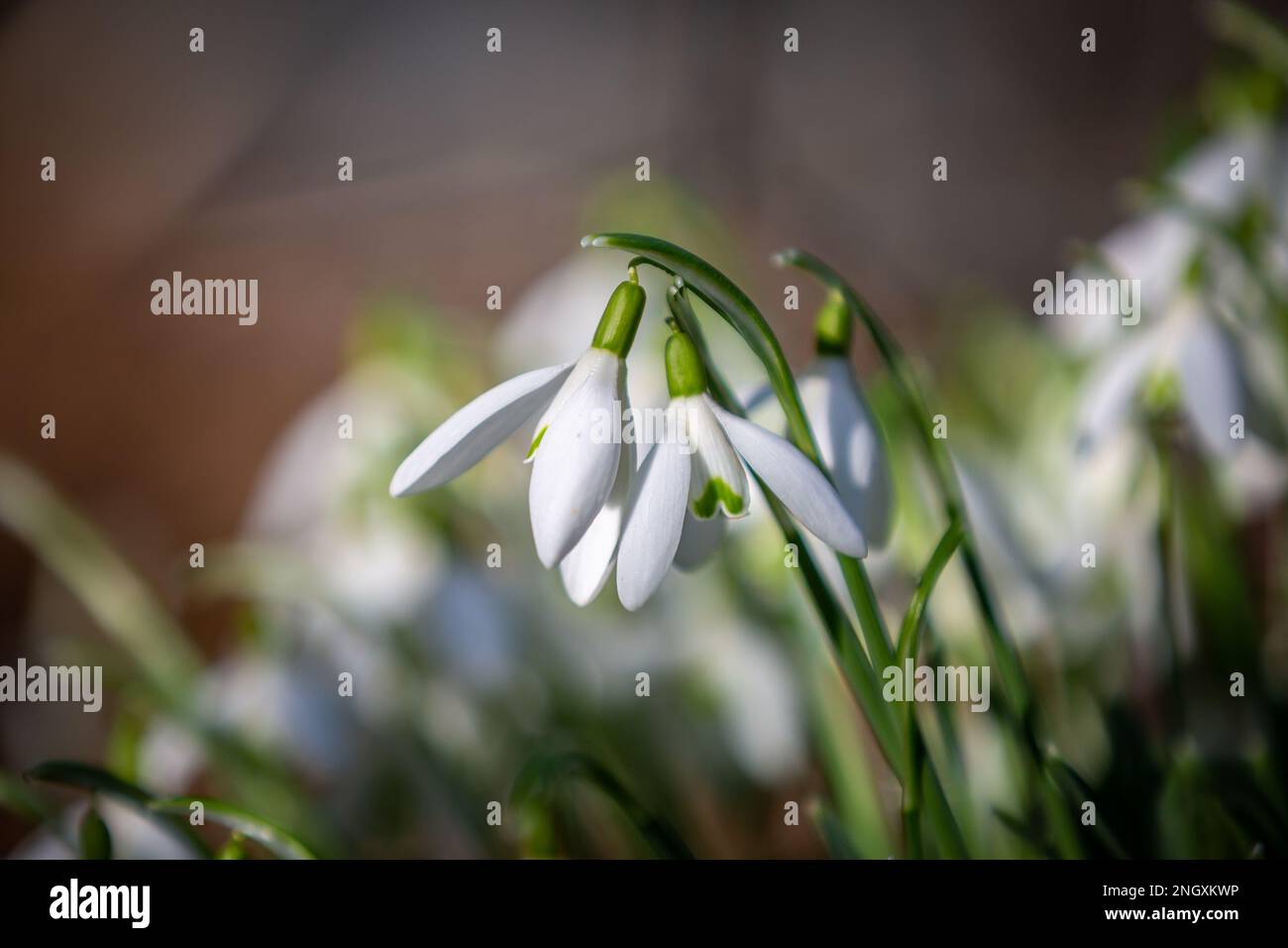 A pretty snowdrop flower in the sunshine, with a shallow depth of field ...