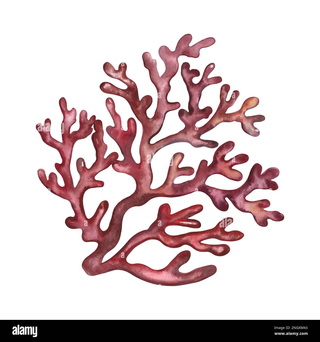 Beautiful red sea coral. illustration. Watercolor hand drawn. Aquarium ...