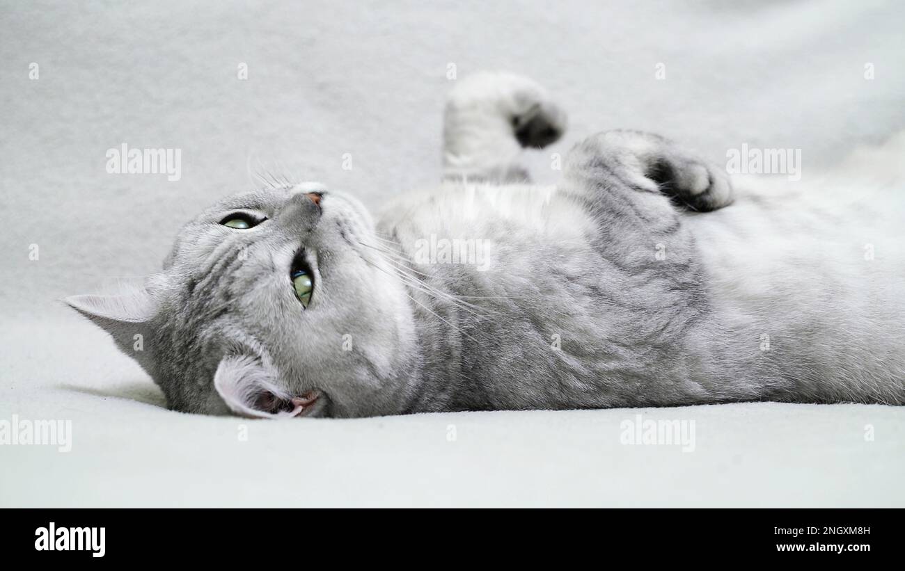 Scottish straight cat lies on his back. Cat upside down. Close up white ...