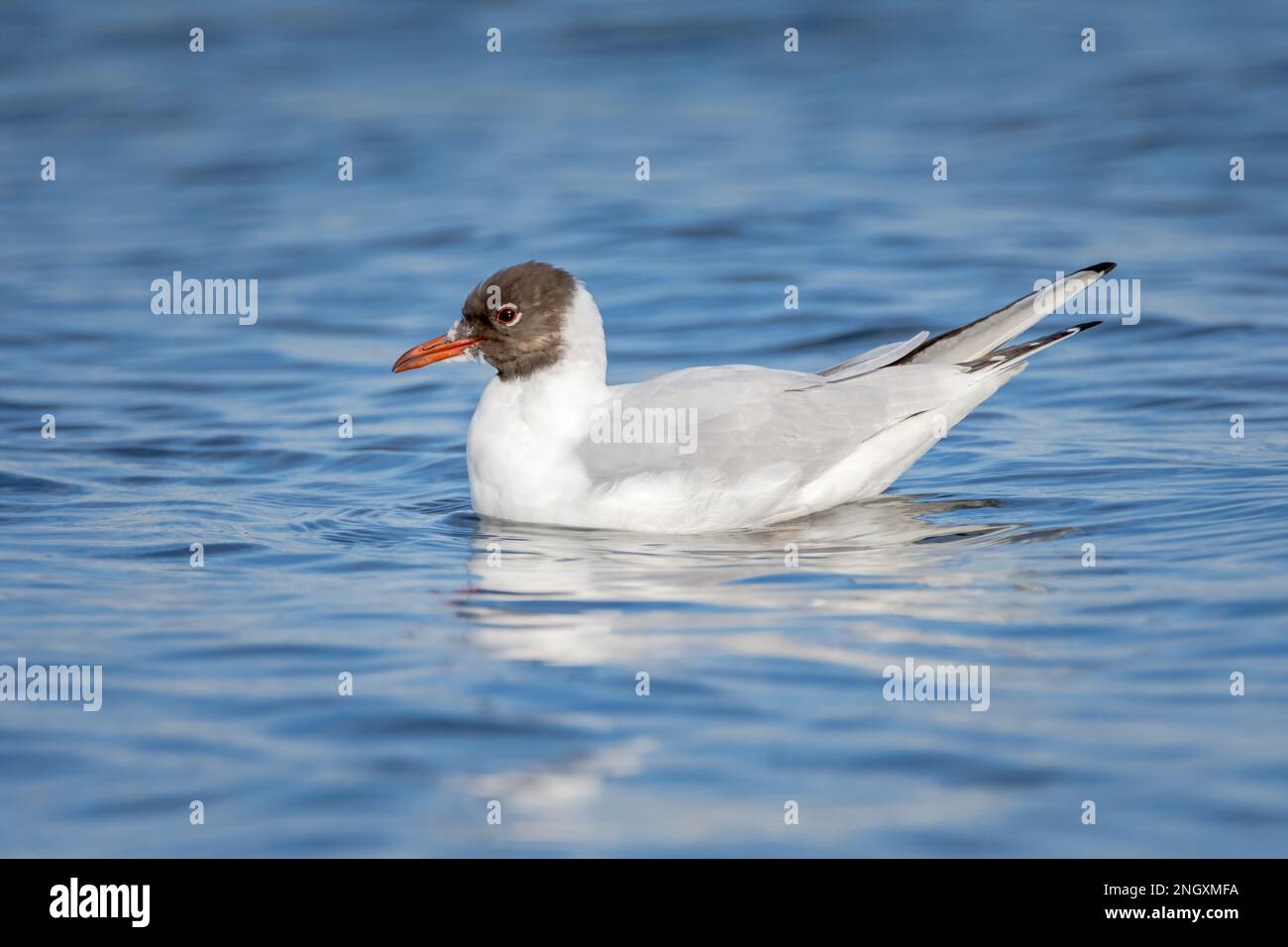 Black Headed Gull on a lake on an early Spring day, Staffordshire, UK ...