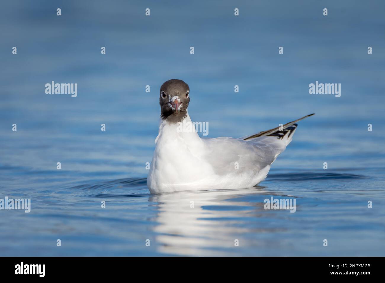 Black Headed Gull on a lake on an early Spring day, Staffordshire, UK ...
