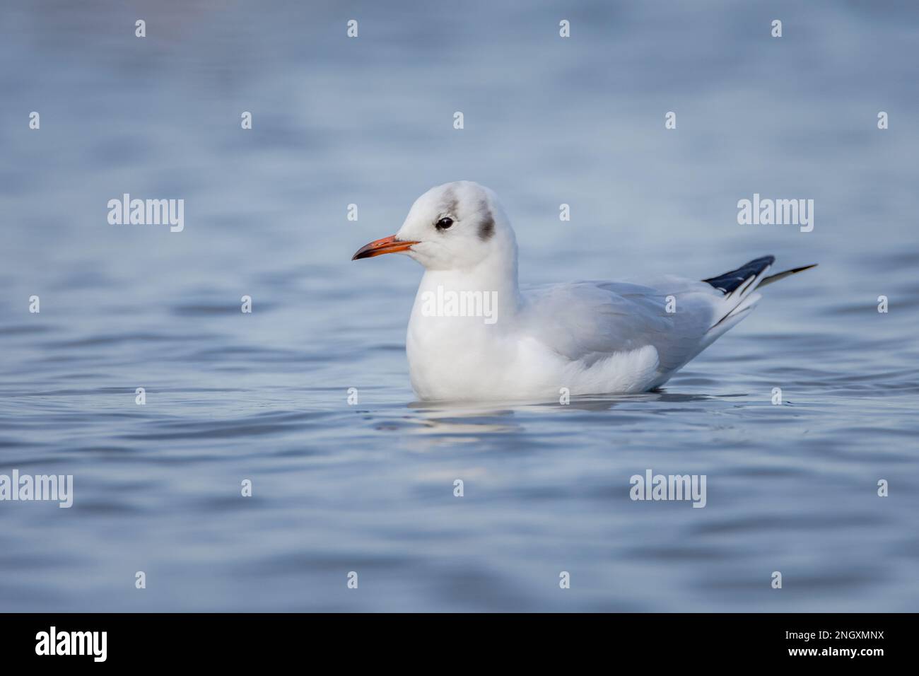 Black Headed Gull on a lake on an early Spring day, Staffordshire, UK ...