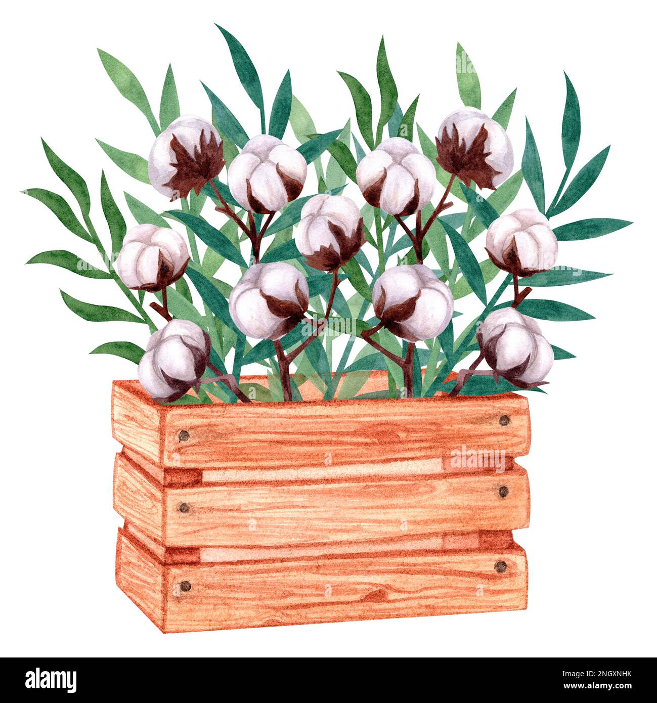 Wooden box with cotton branches and abstract green leaves. Hand-drawn ...