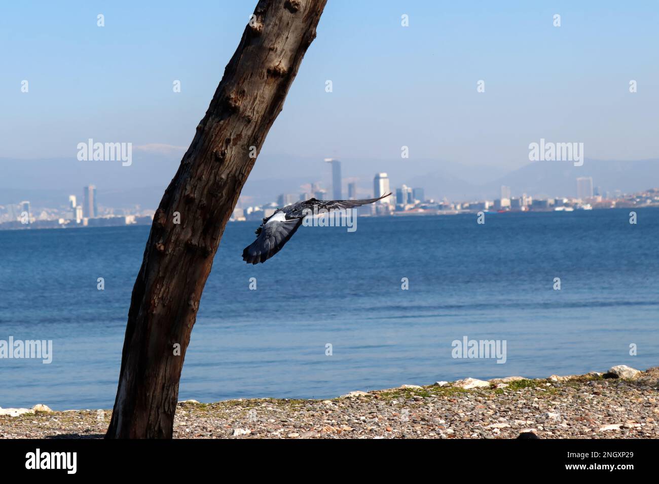 Flying pigeon bird hi-res stock photography and images - Alamy