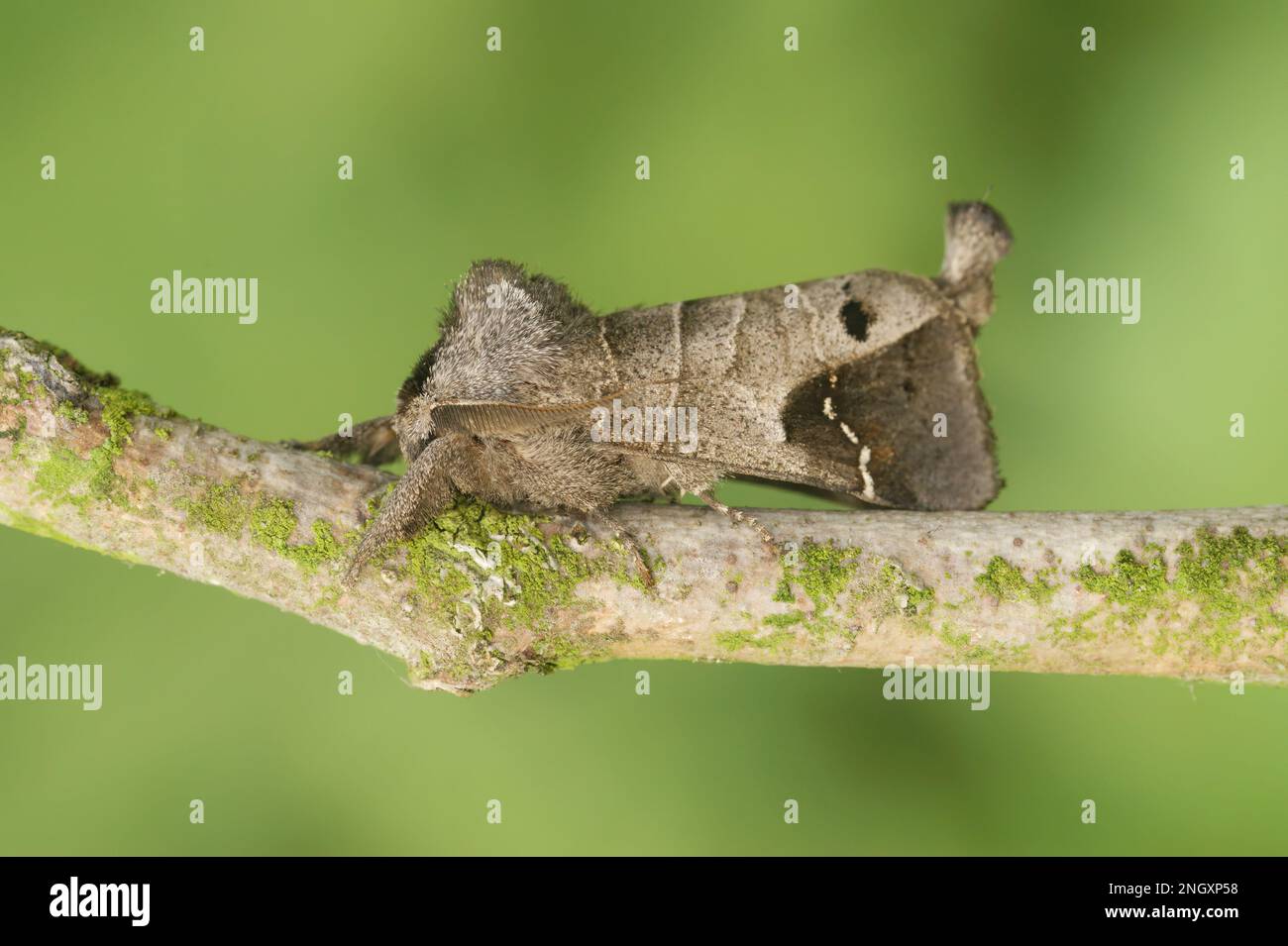 Natural Closeup on the rare Scarce Chocolate-tip ,Clostera anachoreta ...