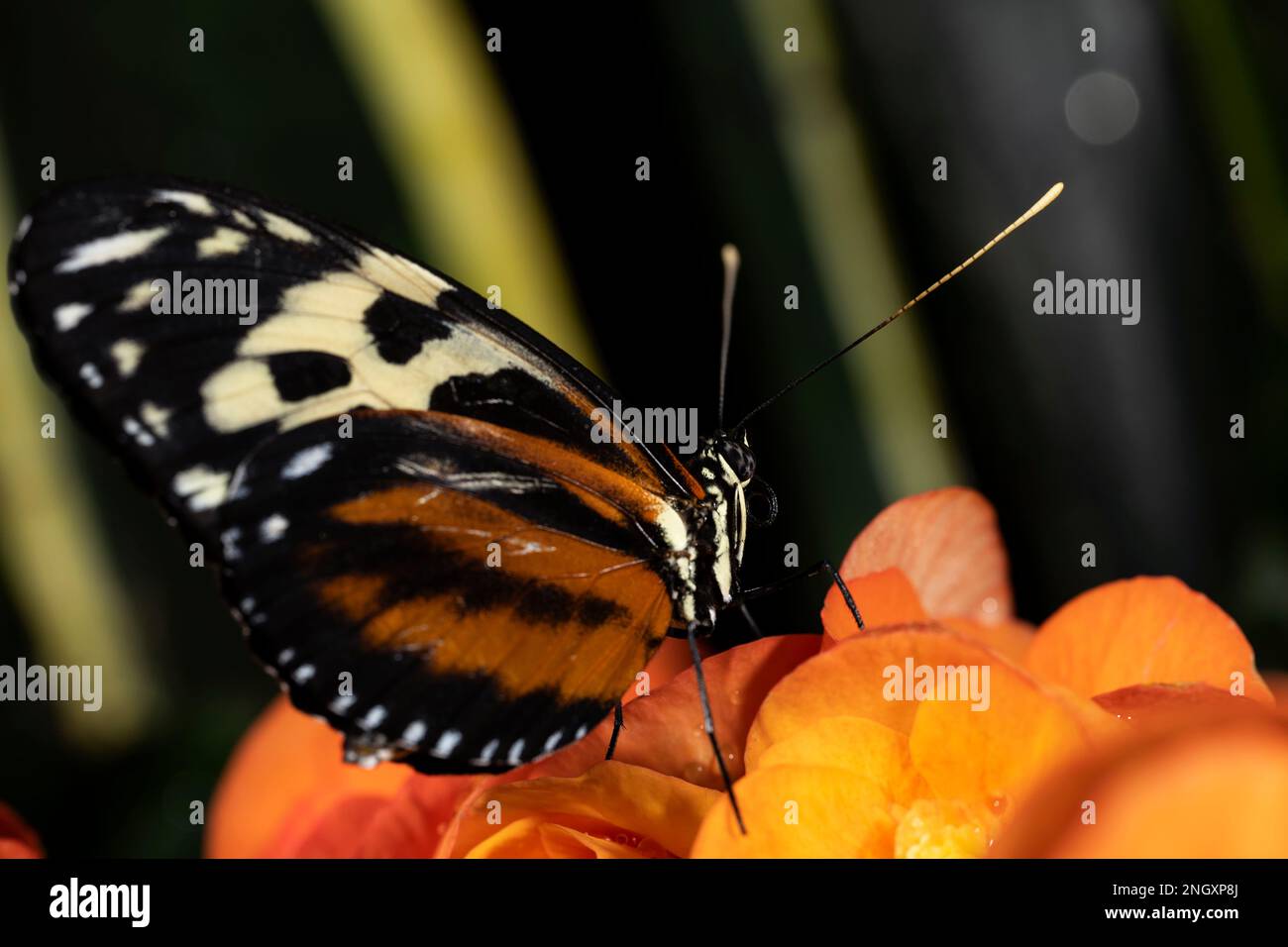 Tiger longwing butterfly heliconius hi-res stock photography and images - Alamy