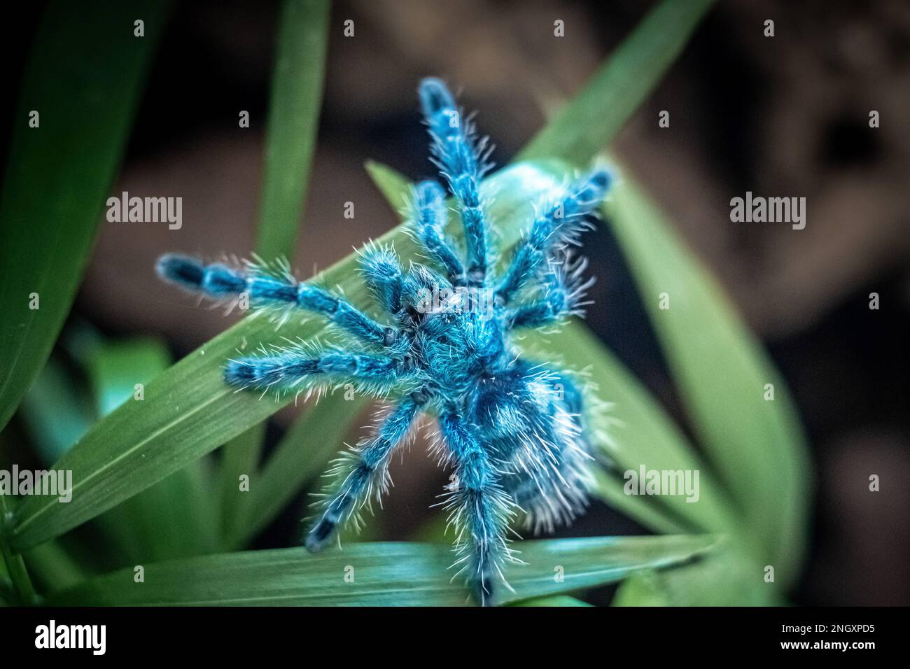 Tarantula sling hi-res stock photography and images - Alamy