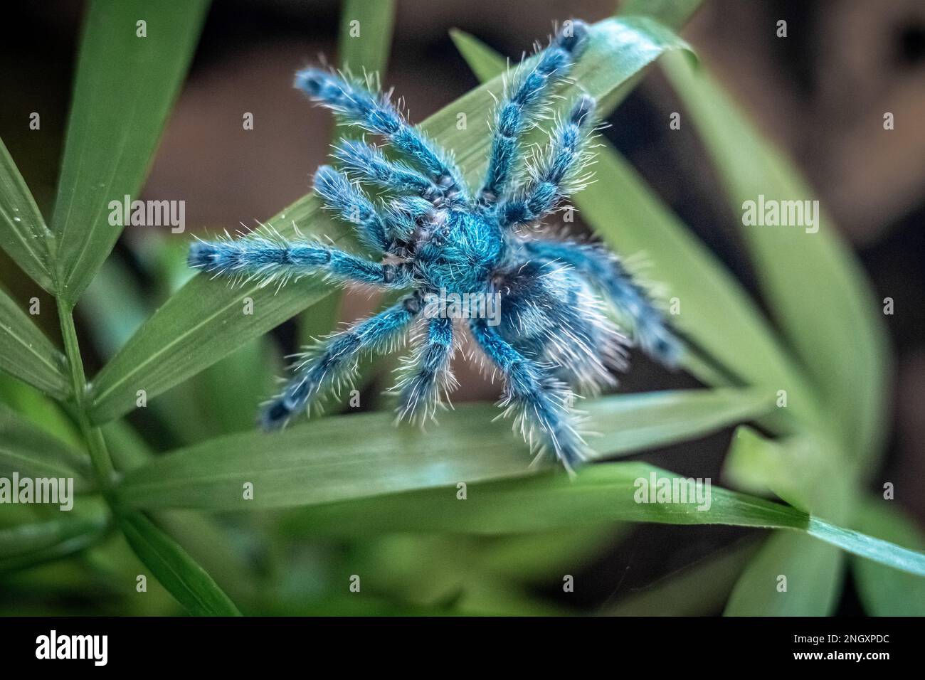 The Antilles pinktoe tarantula (Caribena versicolor), also known as the ...