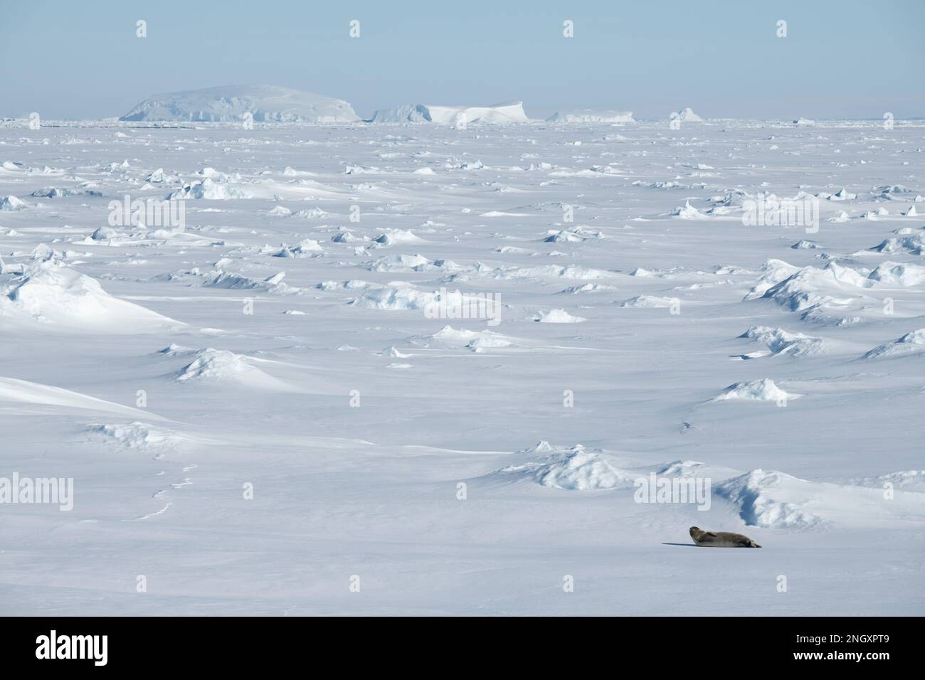 Antarctica, Amundsen Sea, Siple Island. Ross seal (Ommatophoca rossii ...
