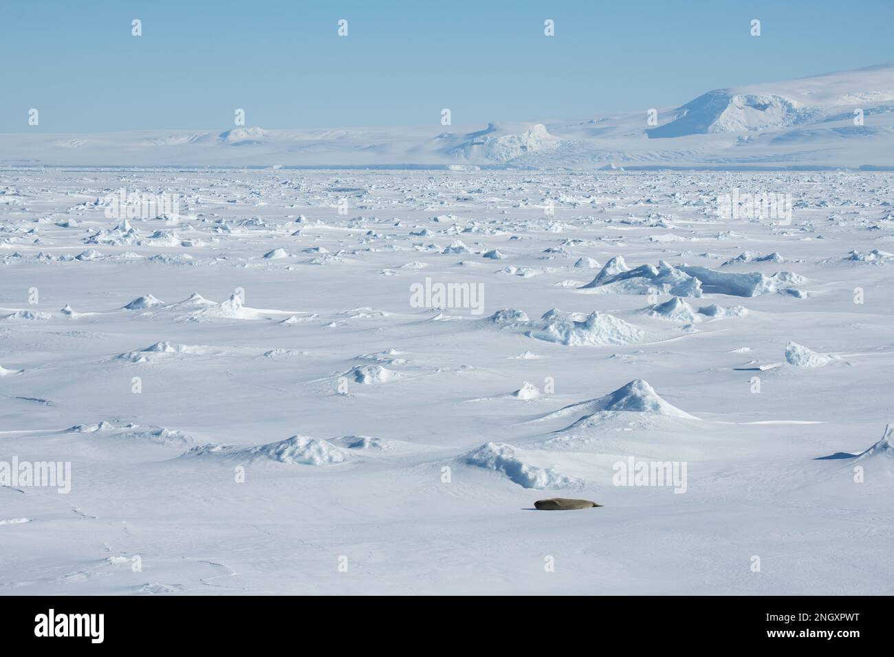 Antarctica, Amundsen Sea, Siple Island. Ross seal (Ommatophoca rossii ...