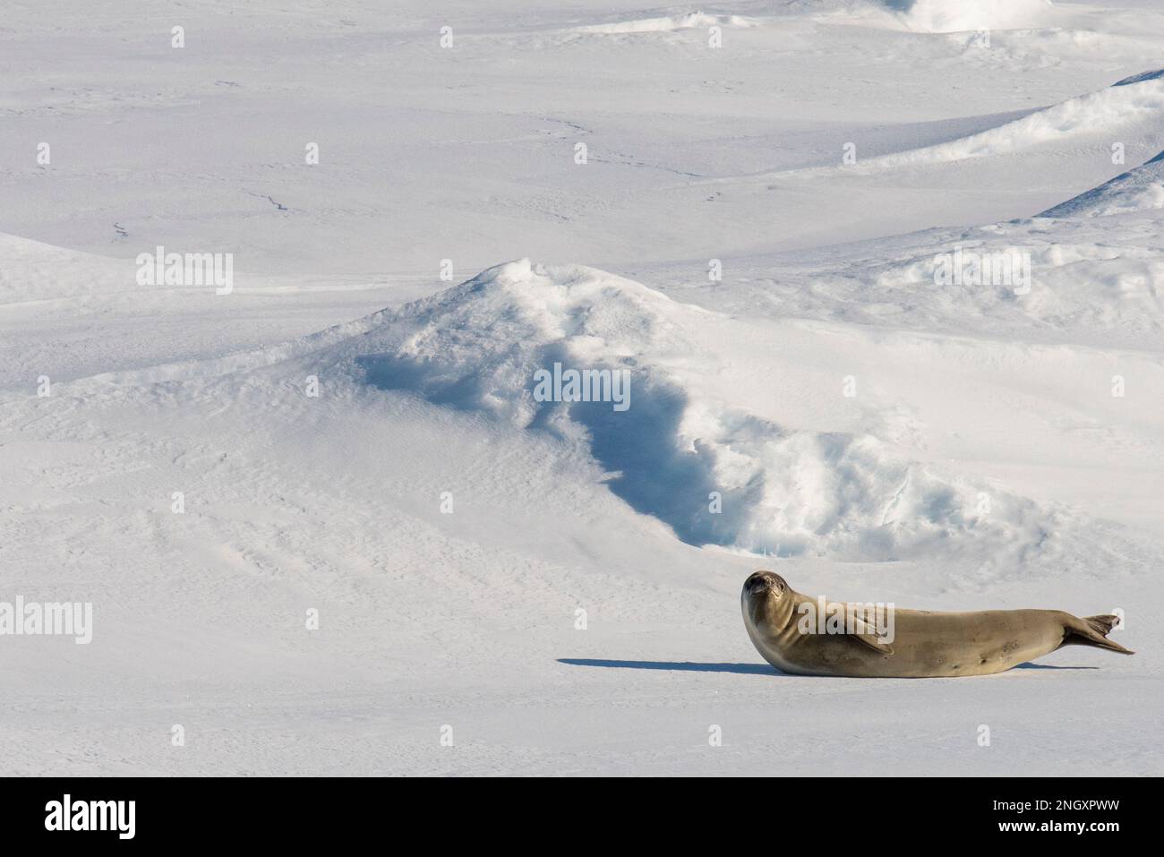 Antarctica, Amundsen Sea, Siple Island. Ross seal (Ommatophoca rossii ...