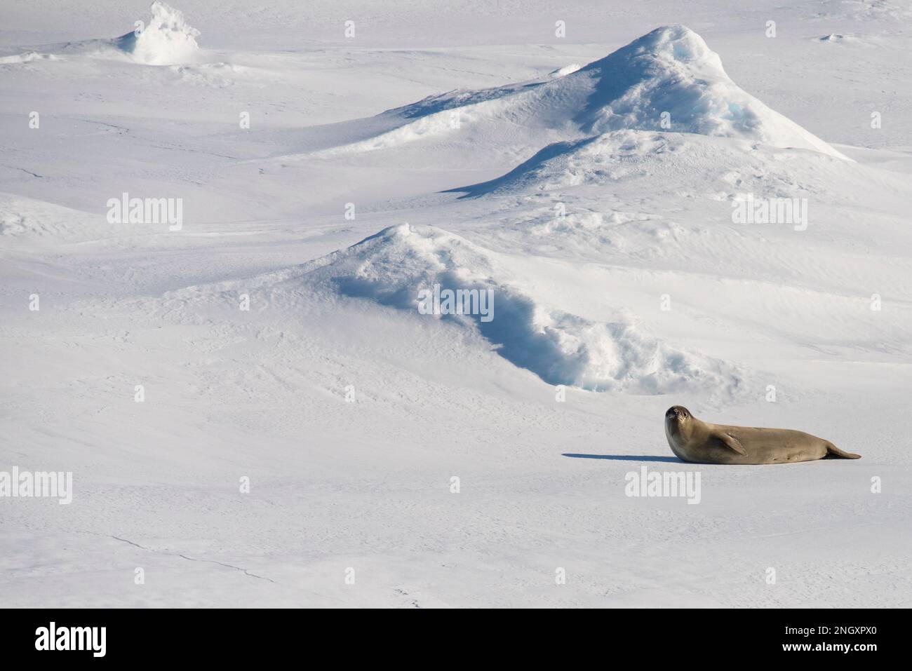 Antarctica, Amundsen Sea, Siple Island. Ross seal (Ommatophoca rossii ...