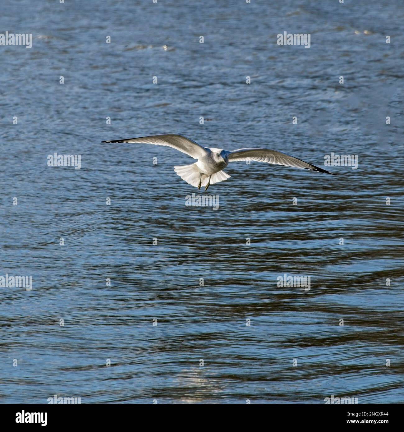 Gull soaring over water hi-res stock photography and images - Alamy