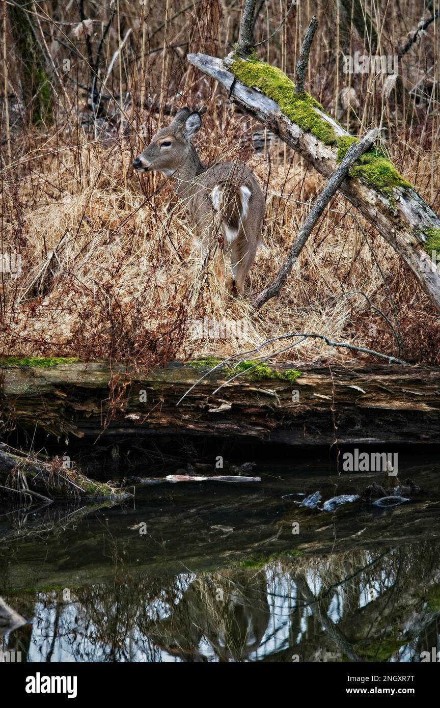 camouflaged white tailed deer standing near stream Stock Photo - Alamy