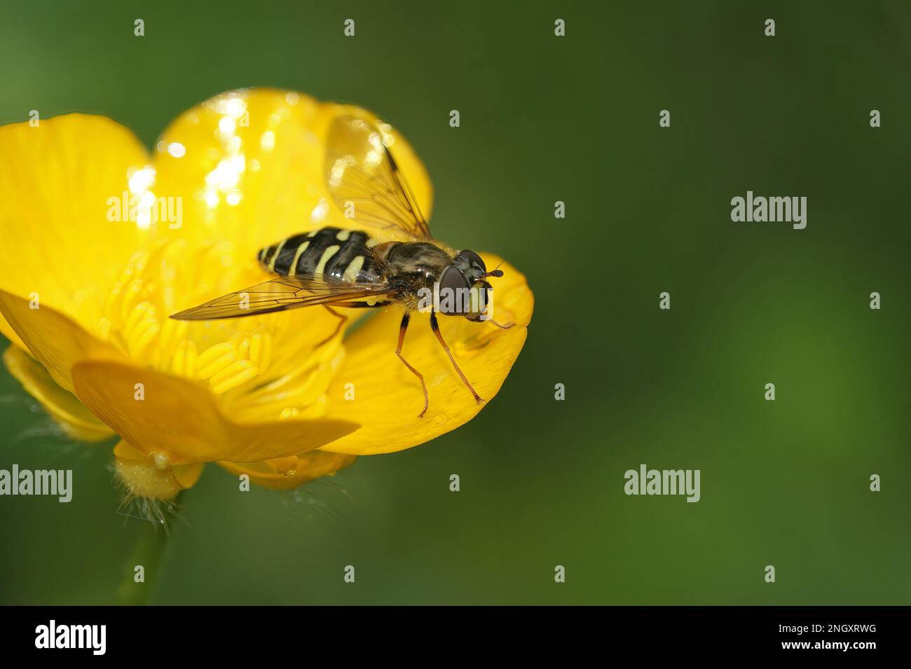 Natural closeup on the yellow girdled syrph, Dasysyrphus tricinctus on ...