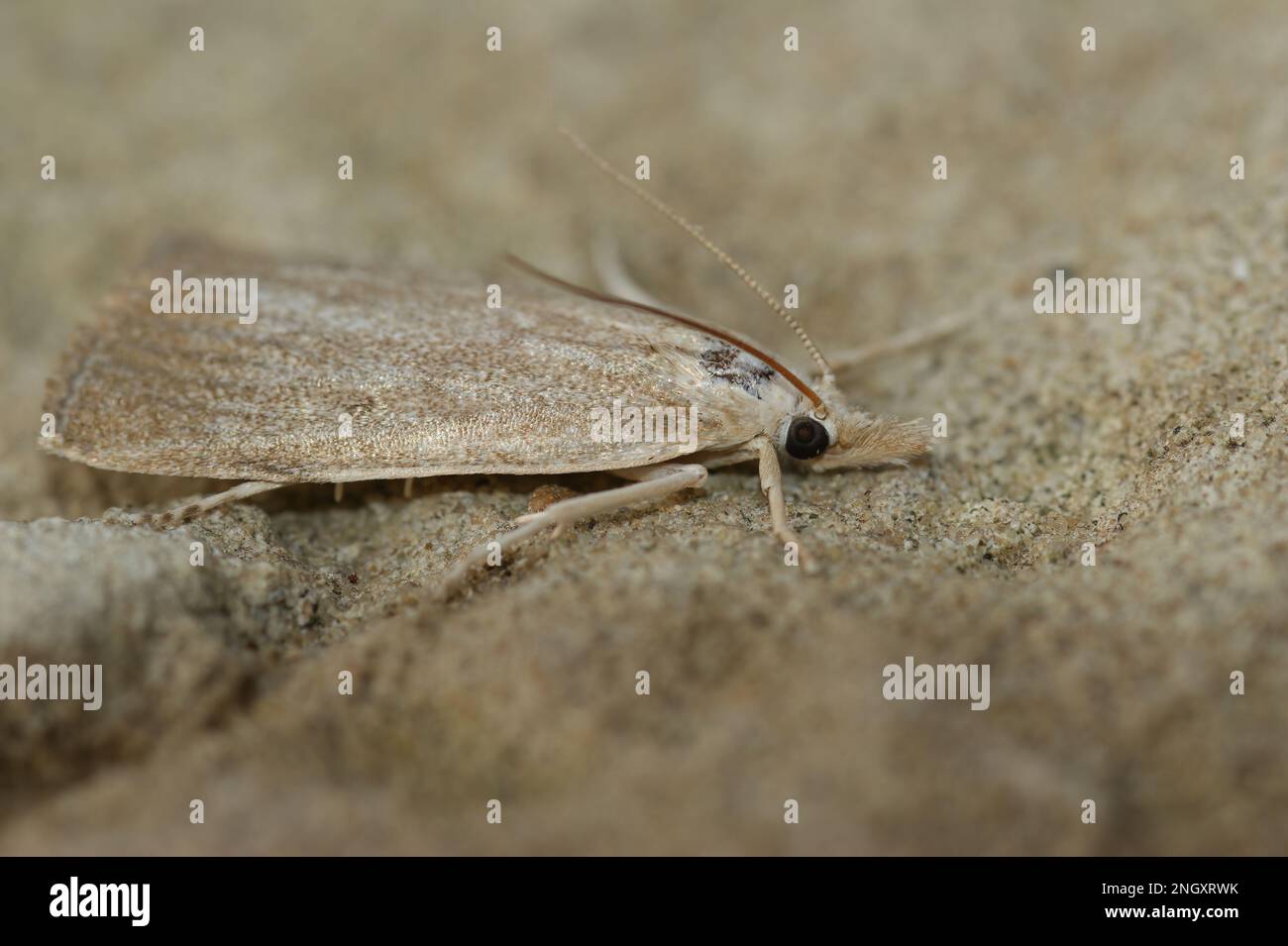 Detailed closeup on a pale colored Bulrush Veneer moth, Calamotropha ...