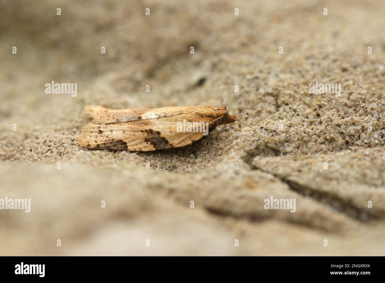 Cyclamen tortrix hi-res stock photography and images - Alamy