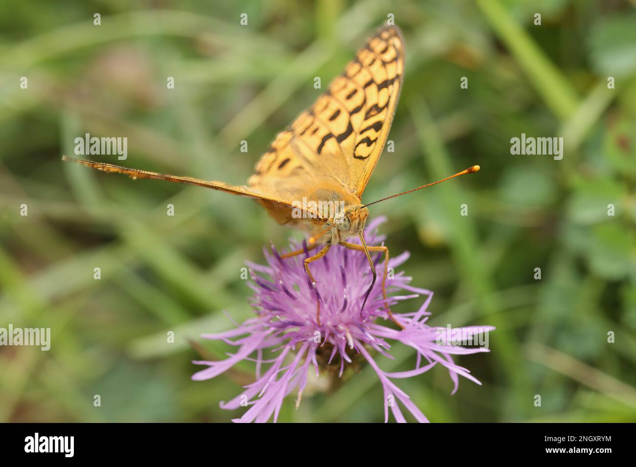 Natural closeup on an a colorful silver-washed fritillary, Argynnis ...
