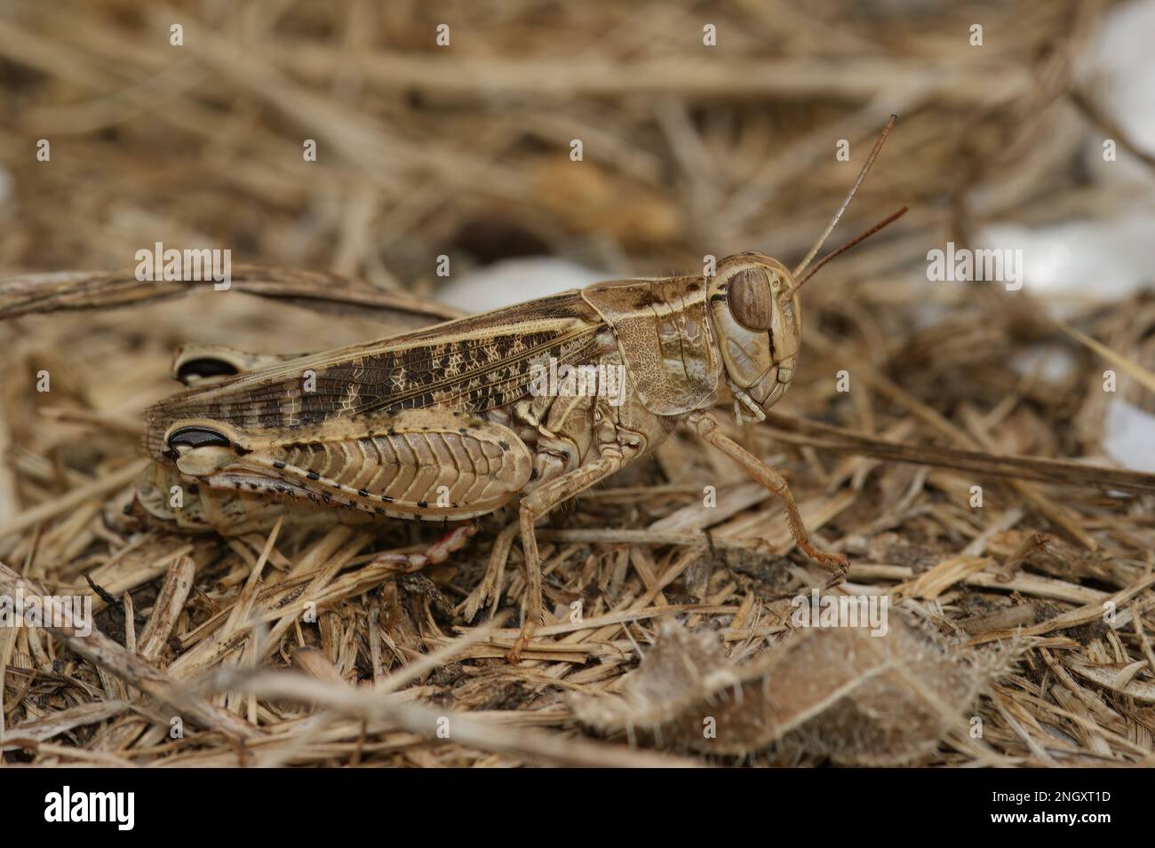 Natural closeup on an isolated Mediterranean Calliptamus locust ...