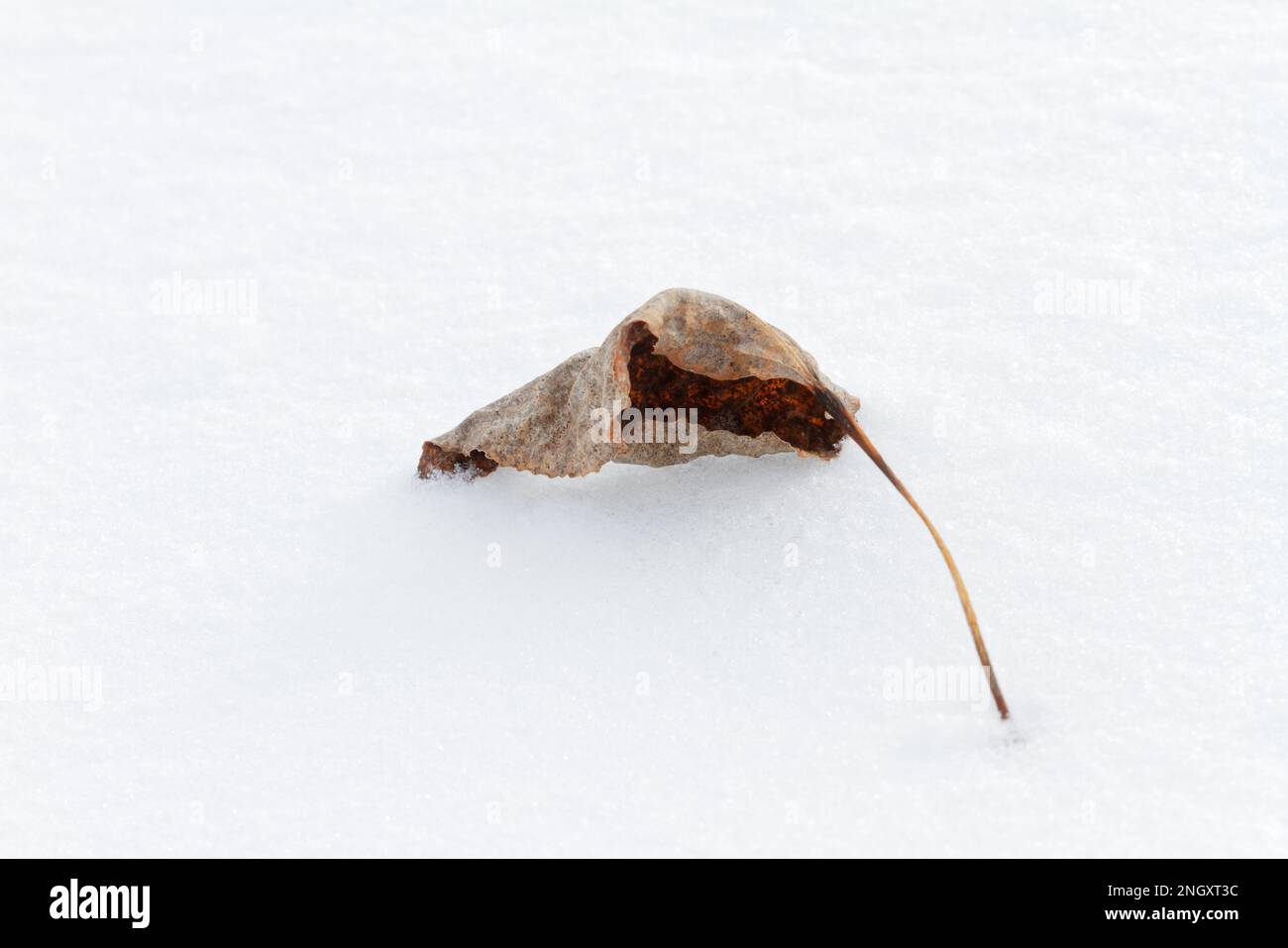 One single leaf dead hi-res stock photography and images - Alamy