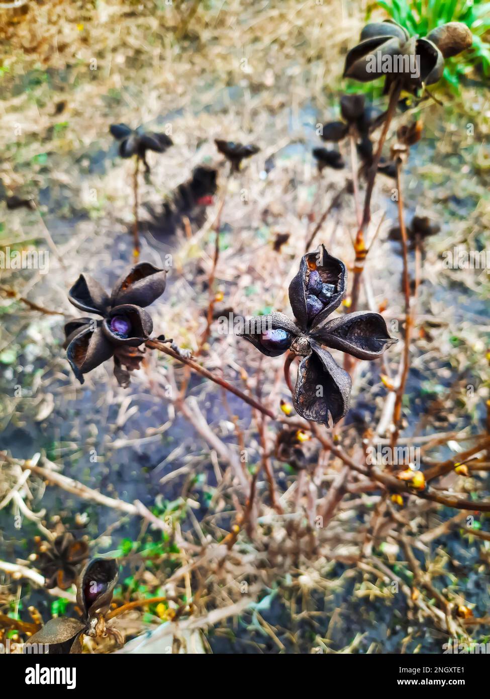 Paeonia suffruticosa seeds in stars. Peony flower tree seeds on a ...