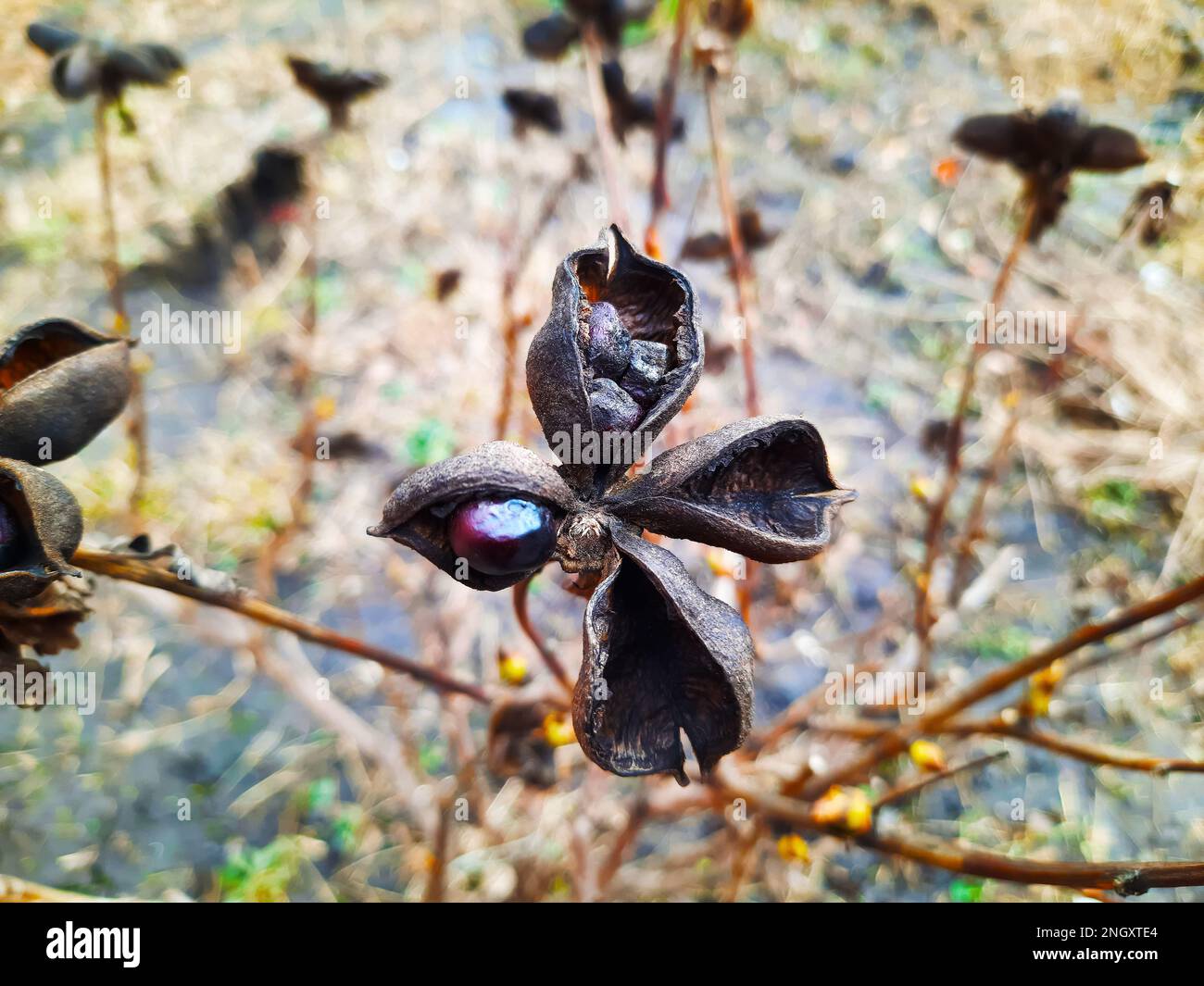 Paeonia suffruticosa seeds in stars. Peony flower tree seeds on a ...