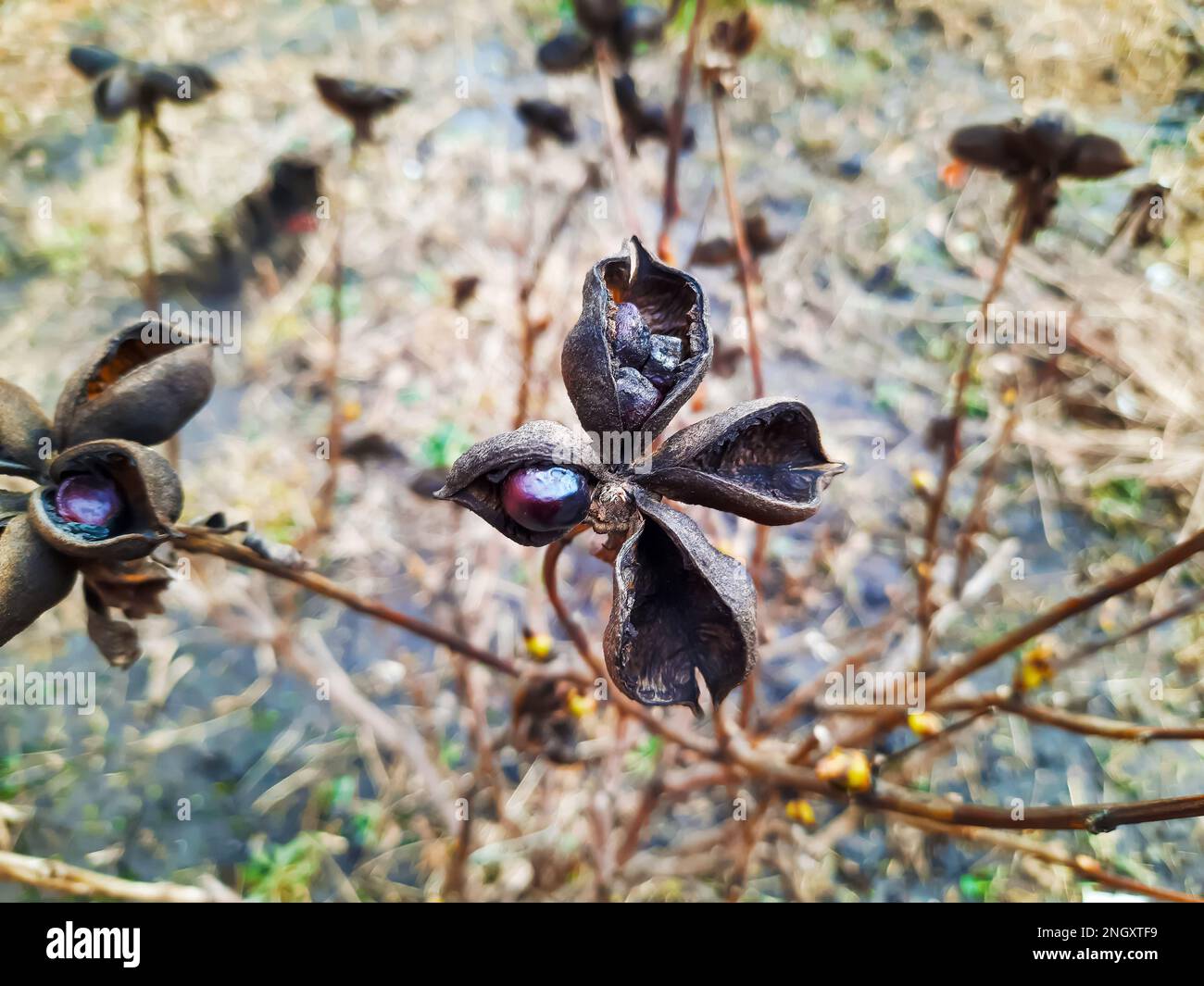 Paeonia suffruticosa seeds in stars. Peony flower tree seeds on a ...